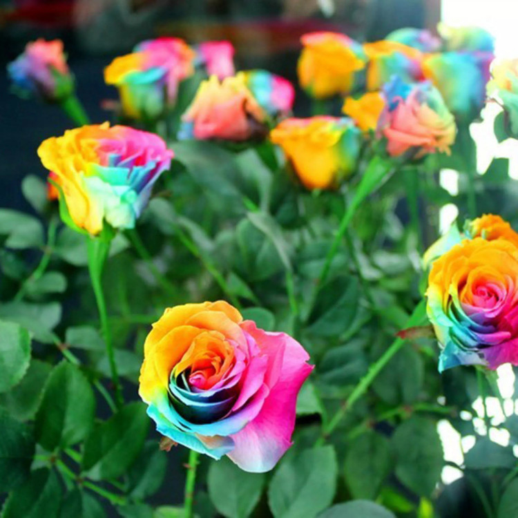 Real Rainbow Flowers