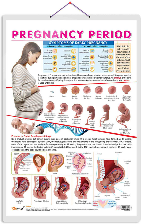 Stages Of Pregnancy Diagram