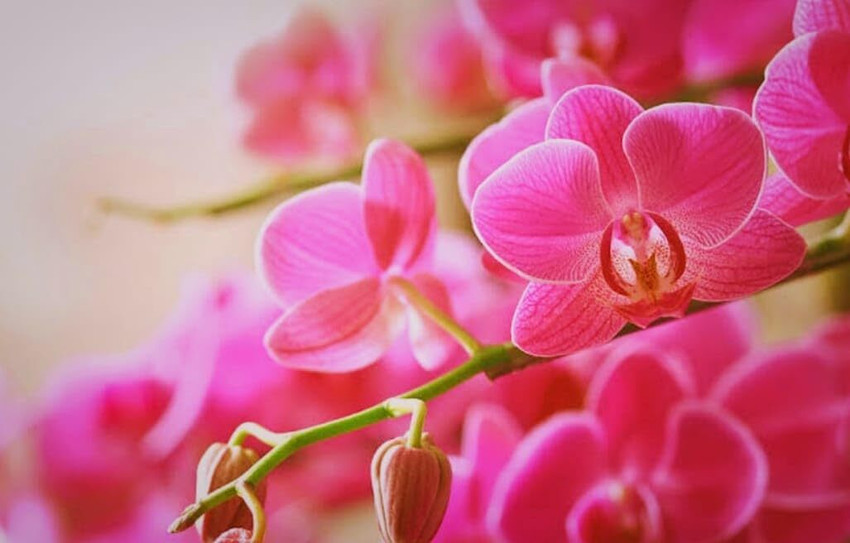 One Pink Orchid Flower